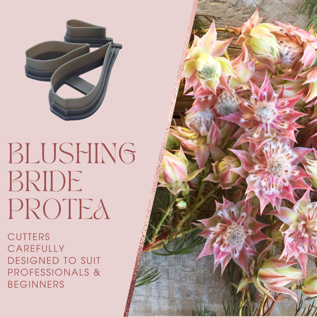 Blushing Bride Protea – Crafting Grace